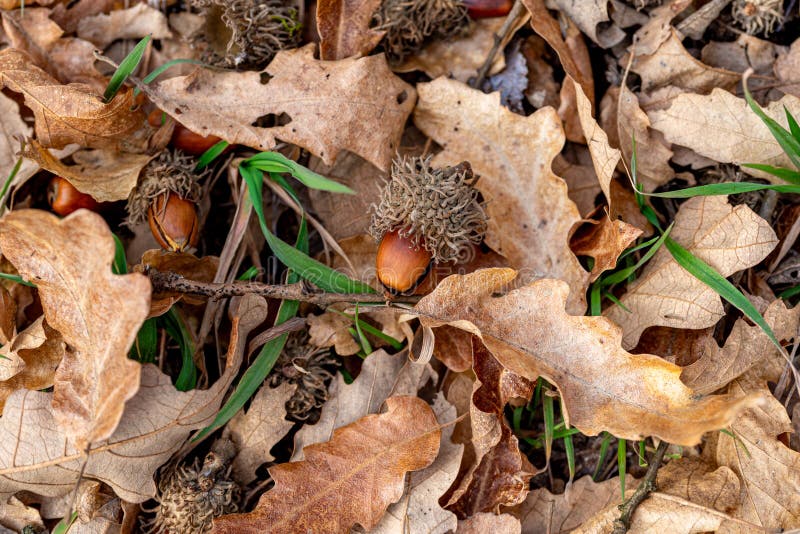 Fall Leaves. Autumn Dry Leaves and Acorns on the Ground Stock Photo ...