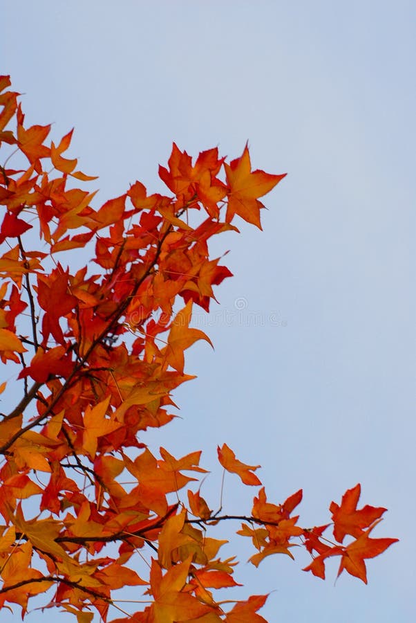Fall leaves stock photo. Image of contrast, warm, colors - 46353804