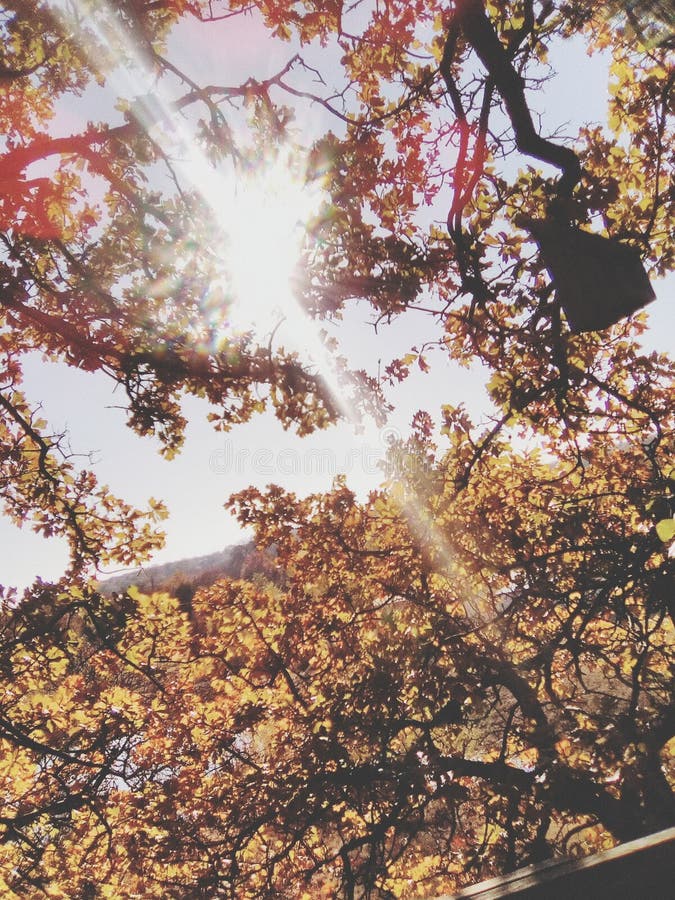 Fall Leaves Autumn Trees Treehouse Stock Image - Image of treehouse ...