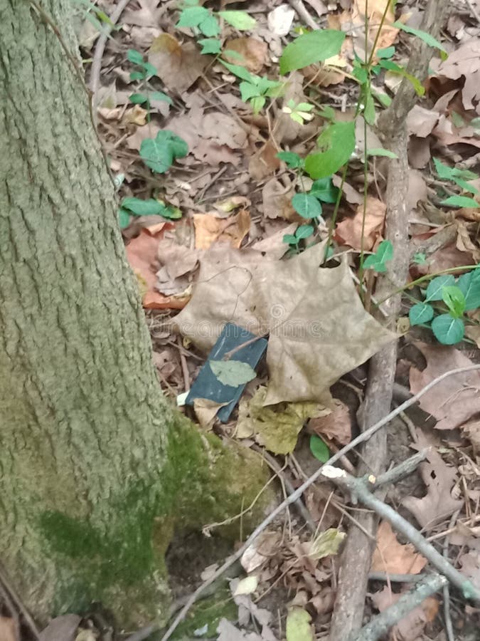 Fall Leaves Autumn Windy Wet Day Stock Photo - Image of fall, windy ...