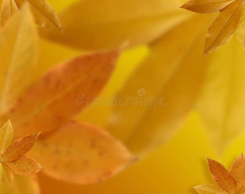 Fall leaves background stock photo. Image of fall, abstraction - 11910004