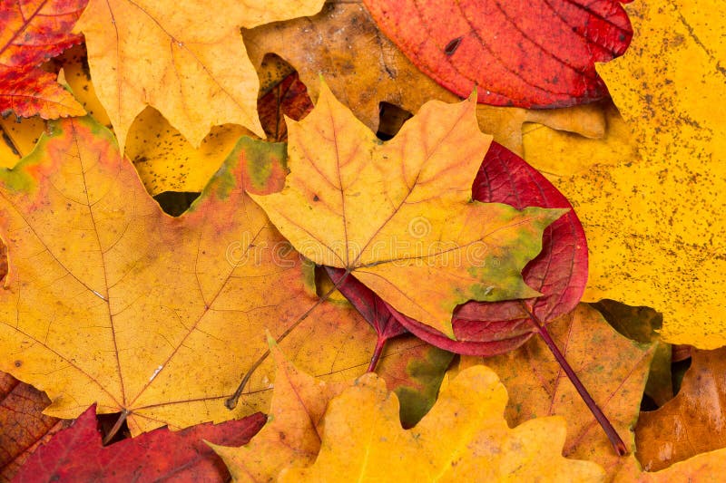 Fall leaves background stock image. Image of color, nature - 279038177