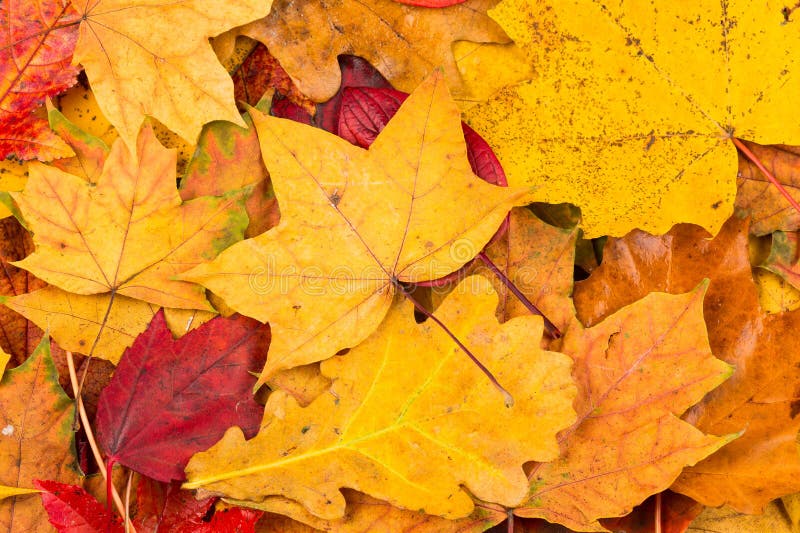 Fall leaves background stock photo. Image of nature - 279371672