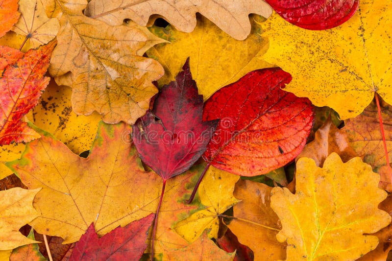 Fall leaves background stock photo. Image of beautiful - 300993802