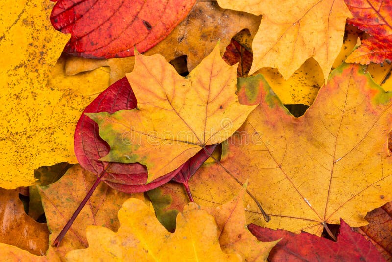 Fall leaves background stock image. Image of natural - 60671141