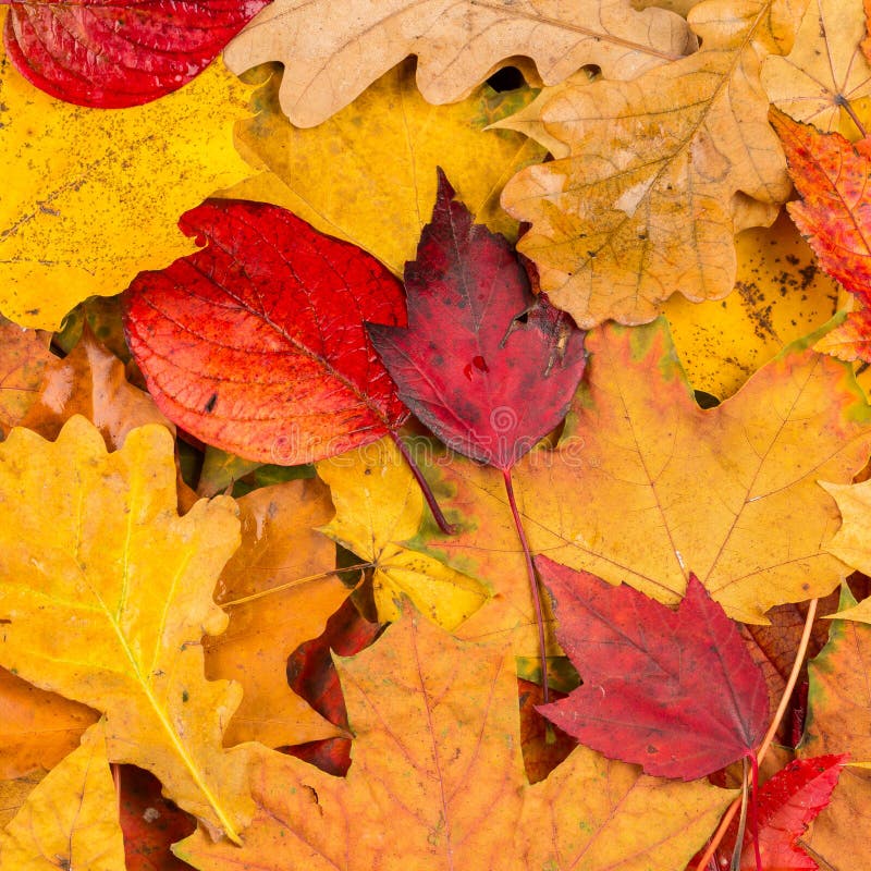 Fall leaves background stock photo. Image of october - 60946850