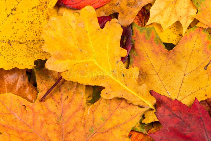 Fall leaves background stock image. Image of golden, bright - 62691245