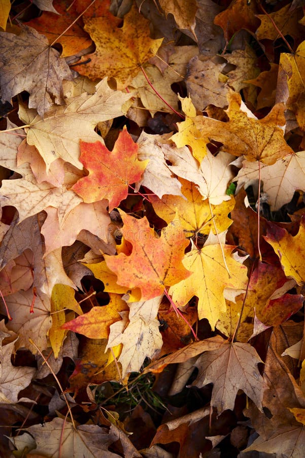 Fall Leaves Background stock image. Image of autumn, vertical - 31907287