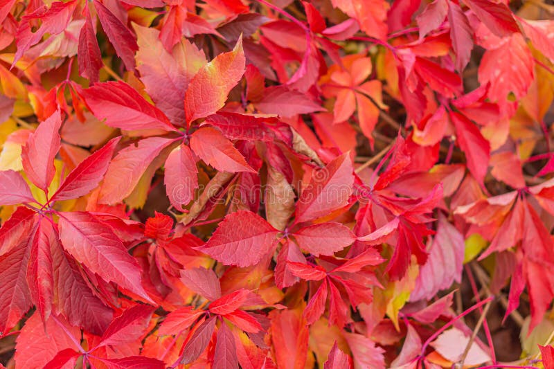 Fall Leaves Background. Red Leaf Texture. Red Leaf Texture Red Leaf ...