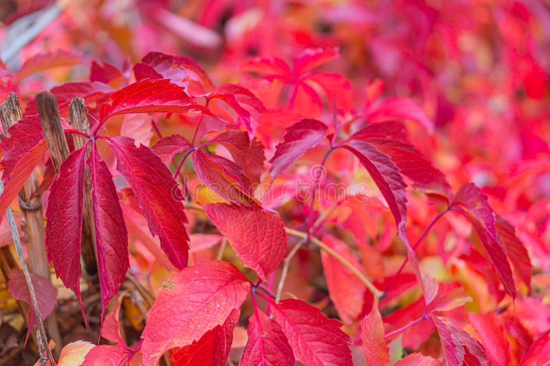 Fall Leaves Background. Red Leaf Texture. Red Leaf Texture Red Leaf ...