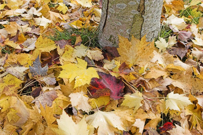 Fall Leaves at Base of Tree Stock Photo - Image of orange, fall: 286140