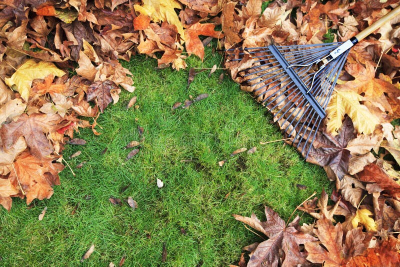 Fall Leaves Being Raked from Grass Stock Photo - Image of fall, yard ...
