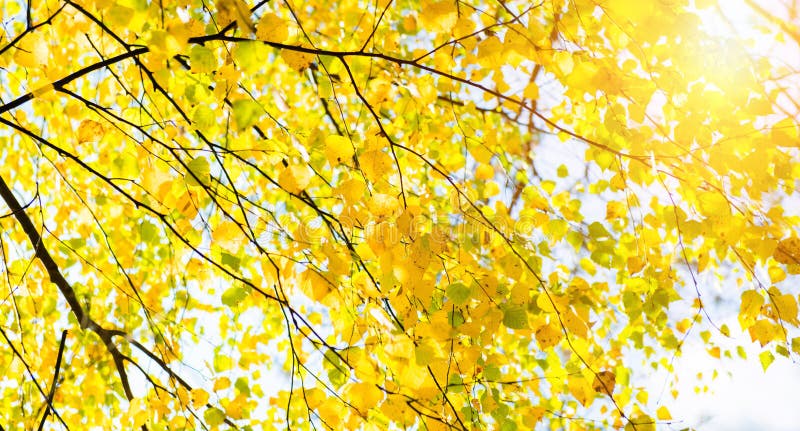 Fall leaves birch stock photo. Image of foliage, yellow - 59601628