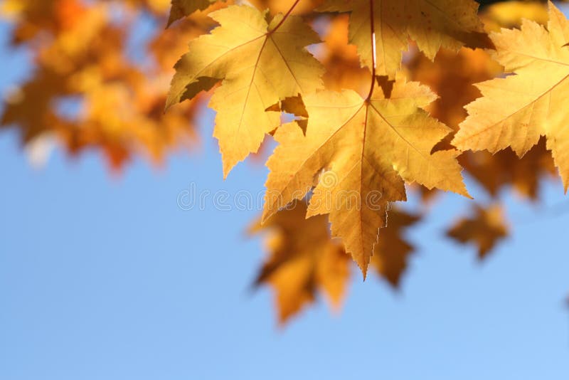 Fall Leaves with Blue Sky stock photo. Image of leaves - 3580494