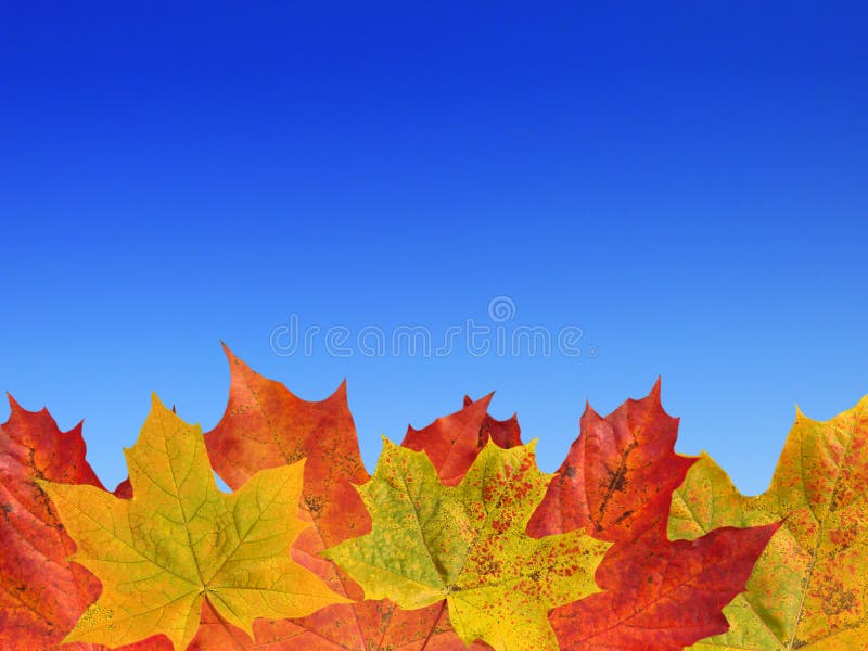 Fall Leaves on the Blue Sky Stock Photo - Image of tree, season: 55885062