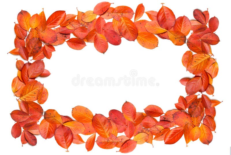 Red autumn leaves border stock photo. Image of autumnal - 6720144