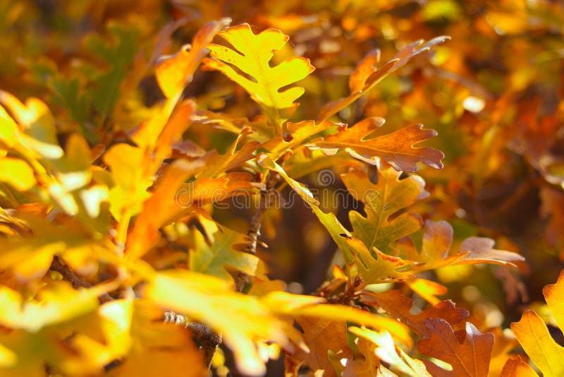Fall leaves on branches stock photo. Image of fall, autumn - 52064566