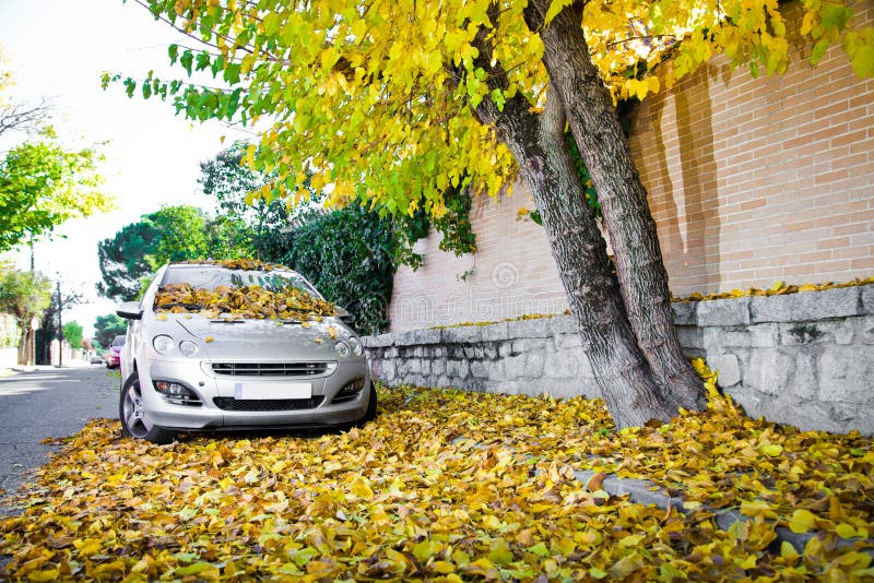 Fall leaves on a car stock photo. Image of hood, fall - 35579304