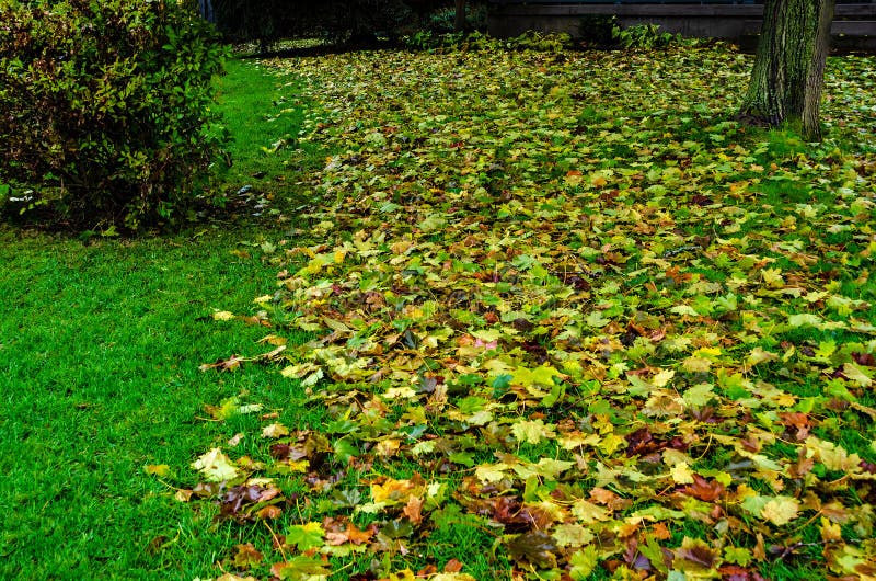 Fall Leaves Cleaned Up To the Property Line Stock Image - Image of ...
