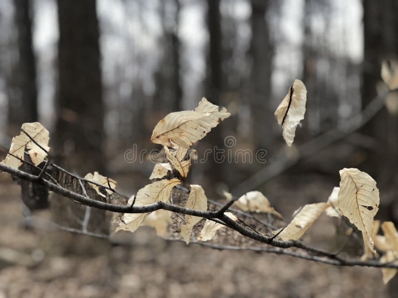 Fall Leaves Clinging on As Spring Breaks Stock Photo - Image of spring ...
