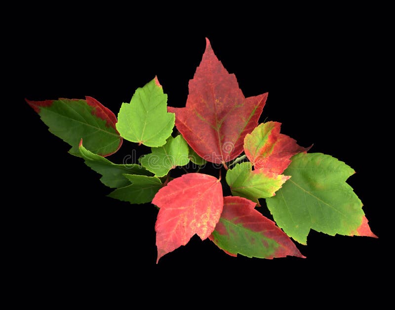Fall Leaves stock image. Image of background, season - 60633733