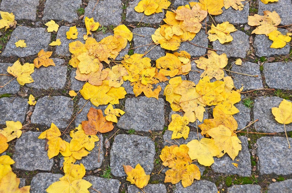 Fall leaves on cobblestone stock image. Image of footpath - 86556461
