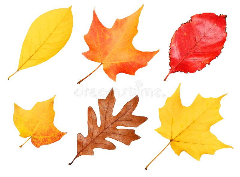 Fall Leaves Collection Isolated. Autumn Stock Photo - Image of weather ...