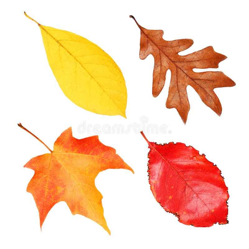 Fall Leaves Collection Isolated Stock Photo - Image of detail, cheerful ...