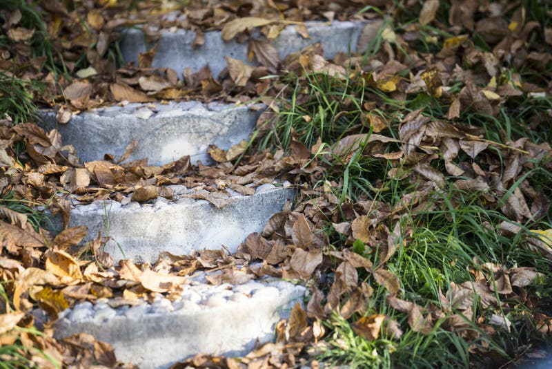 Fall leaves on steps stock photo. Image of leaf, green - 102472476