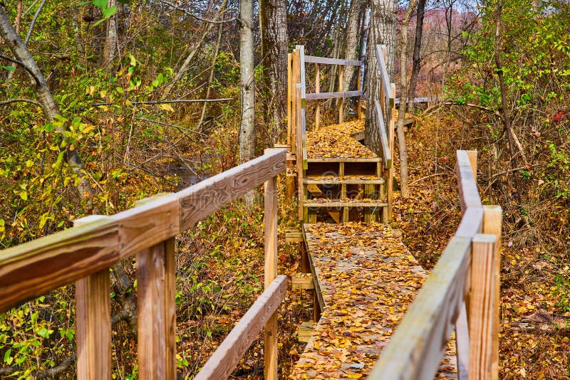 Fall Leaves Cover Elevated Boardwalk Trail through Forest Stock Image ...