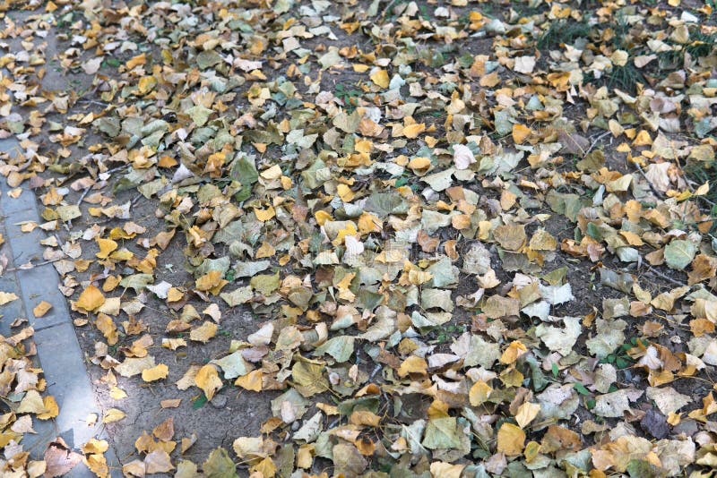 Fall Leaves Cover the Ground Stock Image - Image of fallen, golden ...
