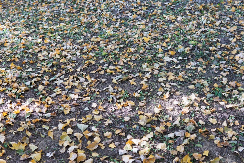 Fall Leaves Cover the Ground Stock Image - Image of falling, pond ...