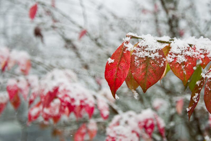 Fall Leaves Covered in Snow Stock Photo - Image of scenic, autumn: 27560686