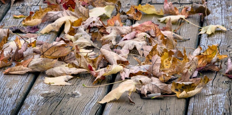 Leaves on deck stock image. Image of autumn, flower - 298546733