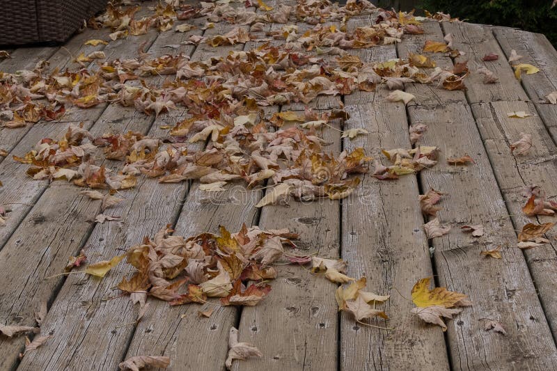 Leaves on deck stock image. Image of autumn, flower - 298546931