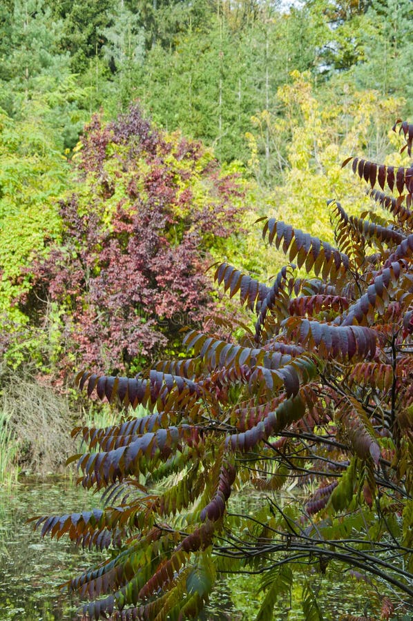 Fall Leaves Different Color on Natural Background Stock Photo - Image ...