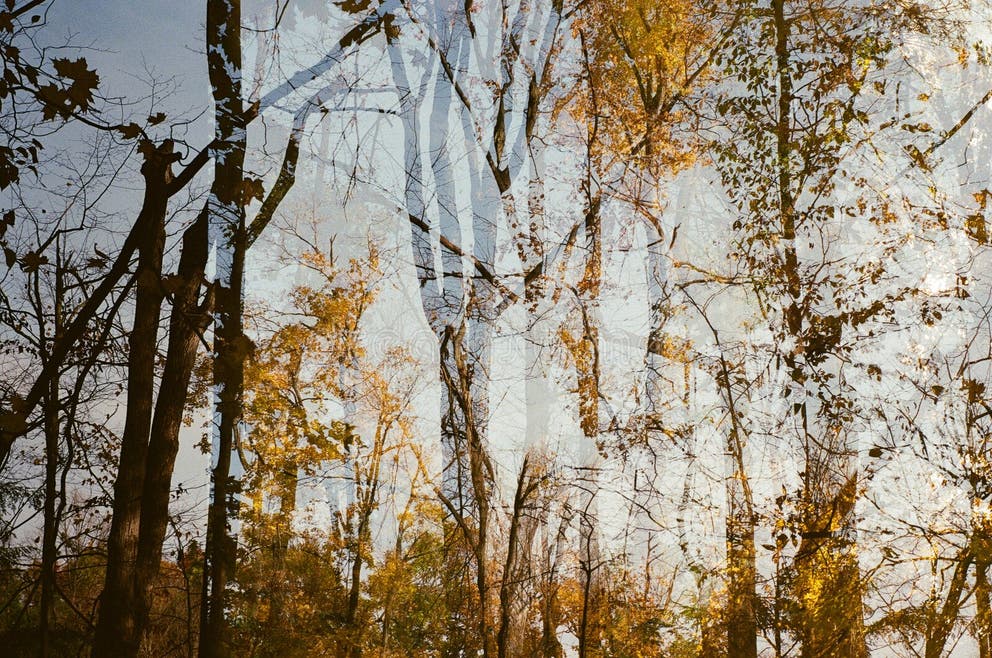 Fall Leaves stock photo. Image of autumn, doubleexposure - 137968092