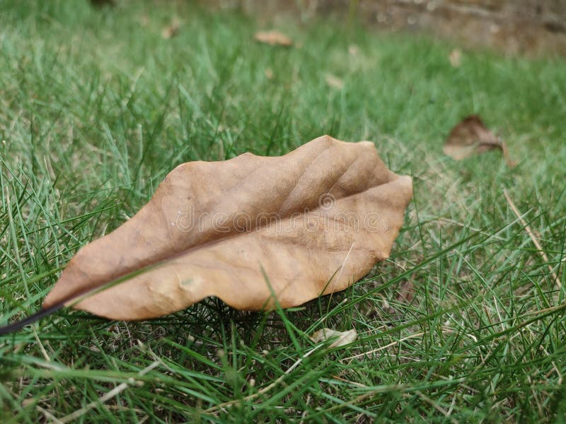 Fall Leaves in the Dry Season Land on the Grass Stock Photo - Image of ...