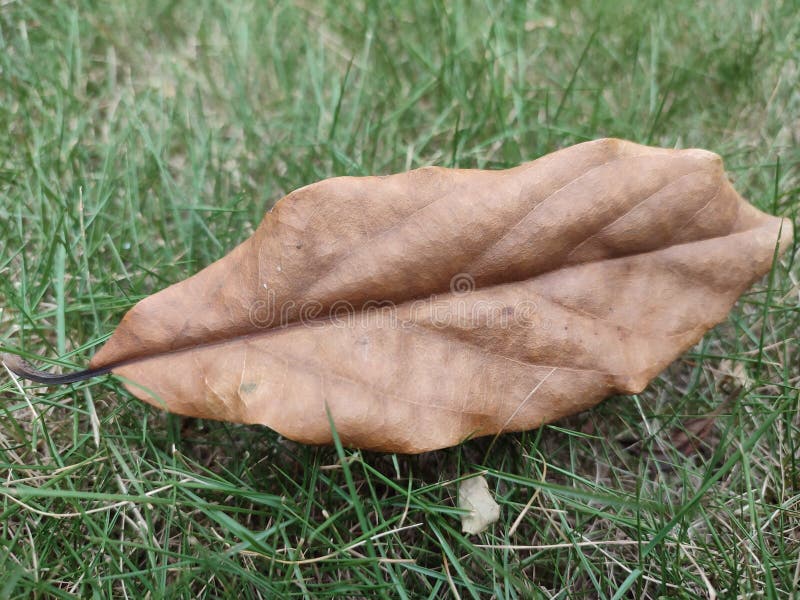 Fall Leaves in the Dry Season Land on the Grass Stock Photo - Image of ...
