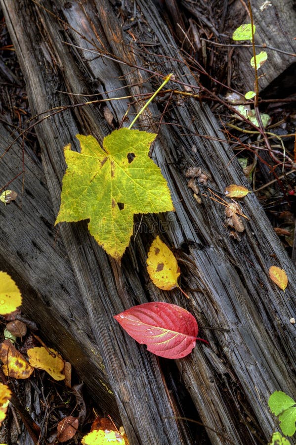 Fall leaves on fallen log. stock image. Image of vivid - 21573815