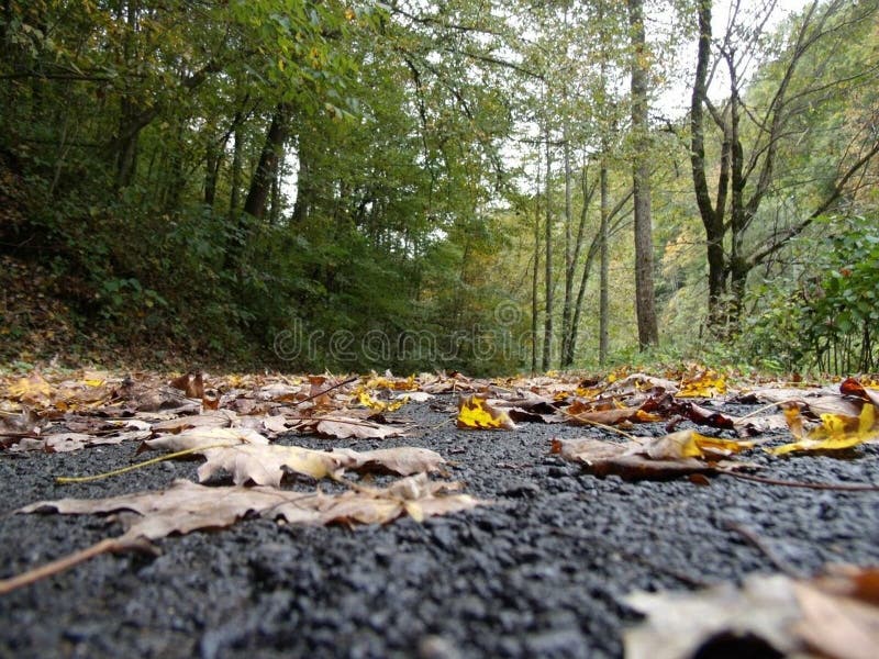 Fall stock photo. Image of fall, leaves, falling, ground - 122322558