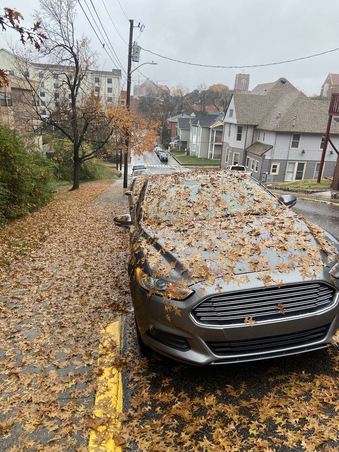 Fall Leaves Falling To the Ground Stock Image - Image of home, carol ...