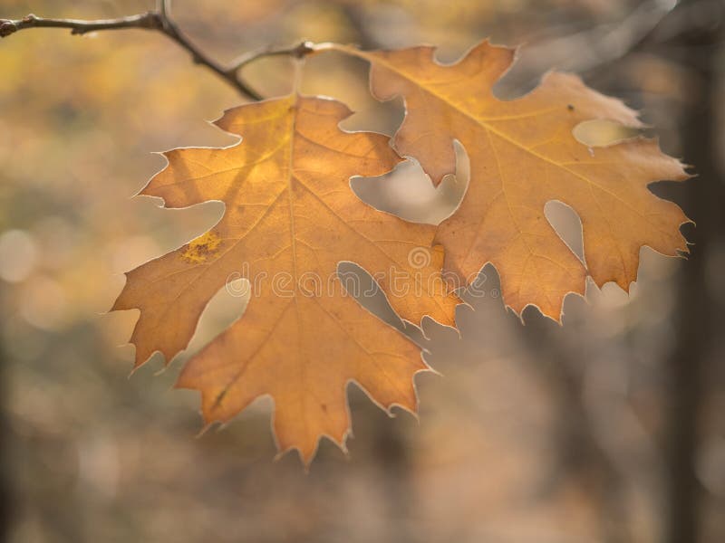 Fall Leaves stock image. Image of warm, grass, leaves - 80502857