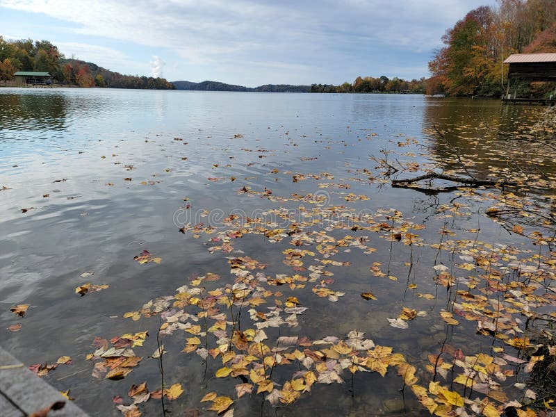Fall Leaves Floating in the Water Stock Image - Image of tree ...