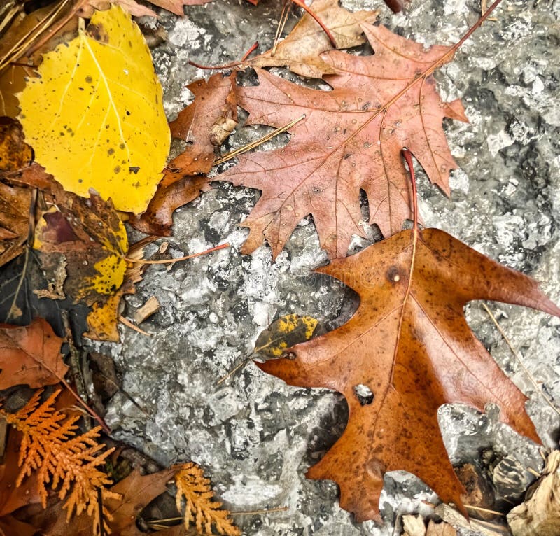 Fall Leaves on Floor in Colors Stock Image - Image of outdoor, injury ...