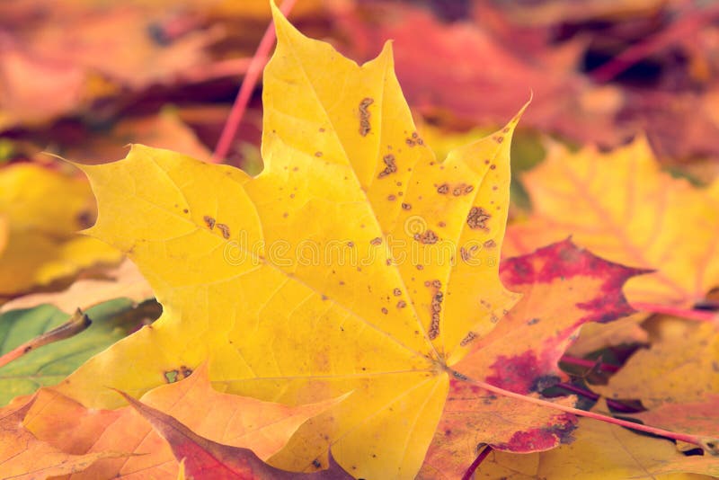 Fall Leaves on Forest Floor. Stock Photo - Image of surface, close ...