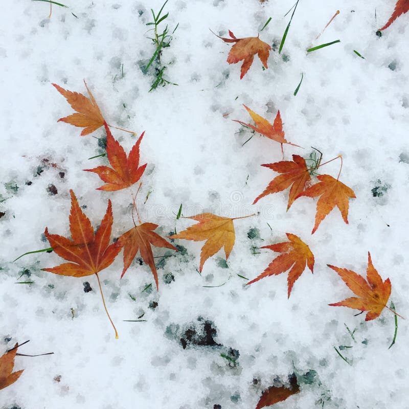 Fall leaves and fresh snow stock image. Image of orangeleaves - 177069569