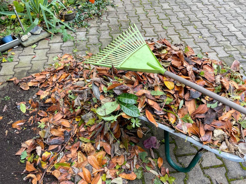 Fall leaves in the garden stock image. Image of autumn - 234341517