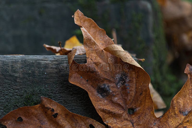 Fall Leaves Gathering in the Edges of the Cement Steps Stock Image ...