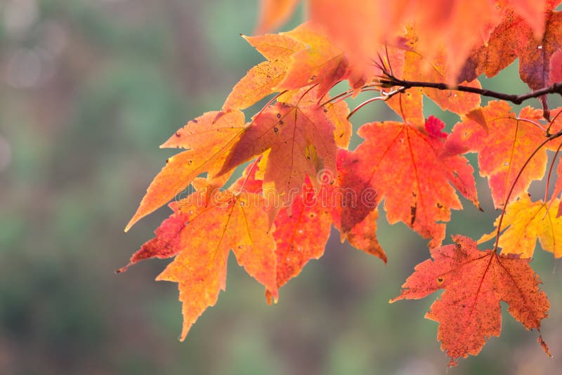 November leaves stock photo. Image of scene, cold, colorful - 1314324